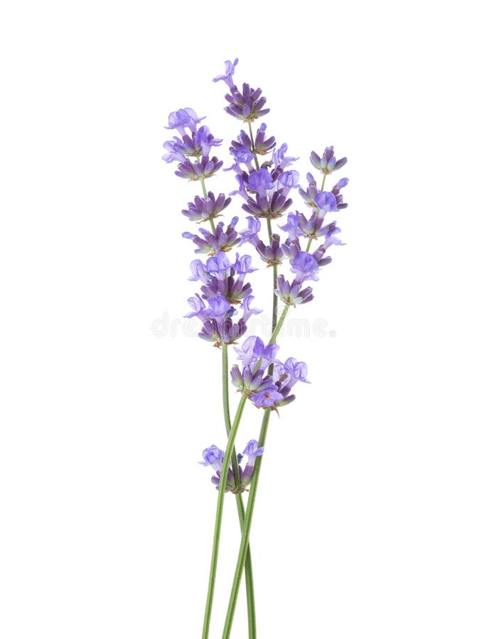 Three Sprigs of Lavender Isolated on White Background Stock Photo ...