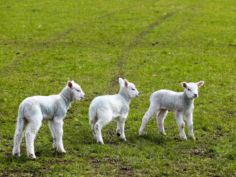 Three spring lambs stock image. Image of lambs, rural - 13765897