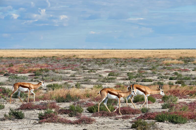 Three Springbok in the African Savannah Stock Photo - Image of national ...