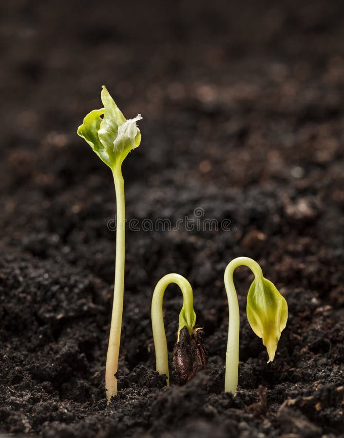 Three sprouts of grape stock image. Image of growing - 137105937