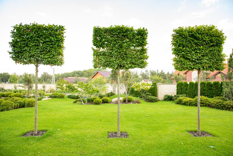 Three Big Ficus Trees Near Outback Road in Australia Stock Image ...