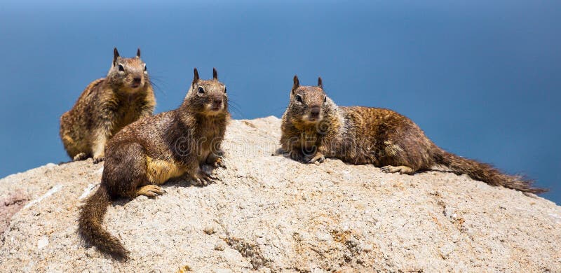 Three squirrels stock photo. Image of animal, close, three - 84141770