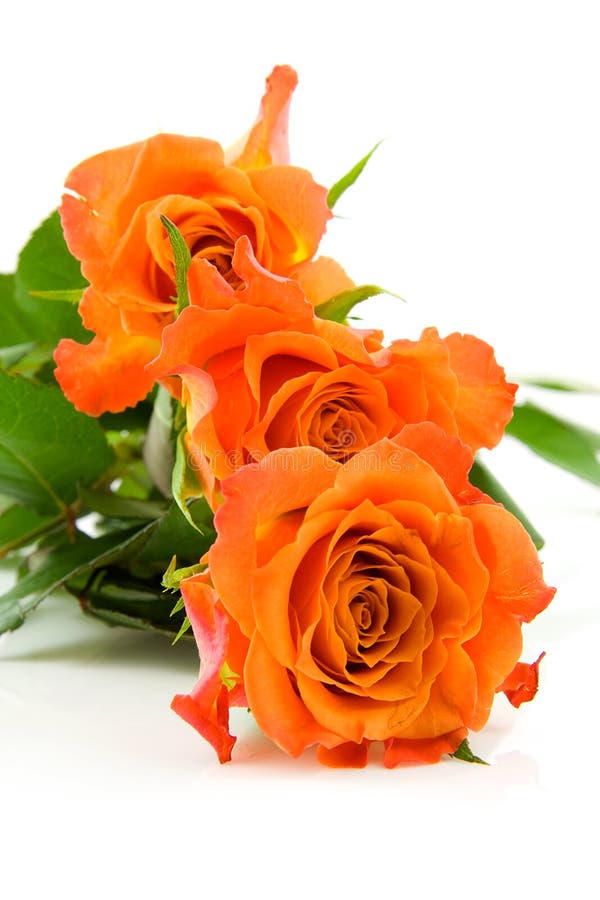 Three stacked orange roses stock image. Image of daisy - 11732589