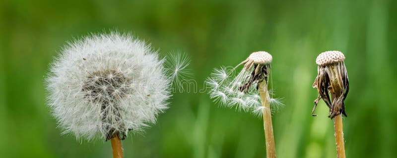 Three Stages of a Dandelion Against a Vibrant Green Background Stock ...