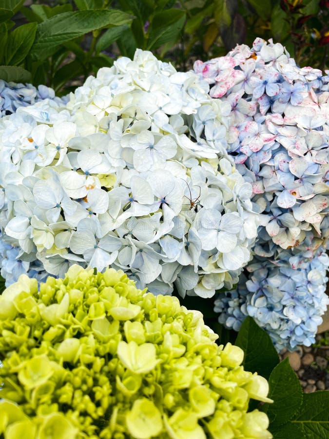 Three Stages of Hydrangea Growth in One Frame Stock Photo - Image of ...