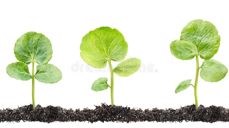 Three Stages of Seedling Growth a Closeup of Young Plants Emerging from ...