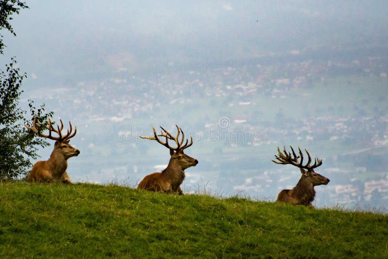 Three stags stock photo. Image of sitting, nature, relaxing - 64788514