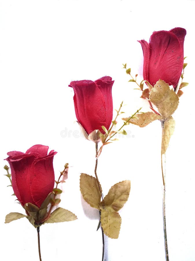 Two red rose stalks stock photo. Image of rose, white - 174674870