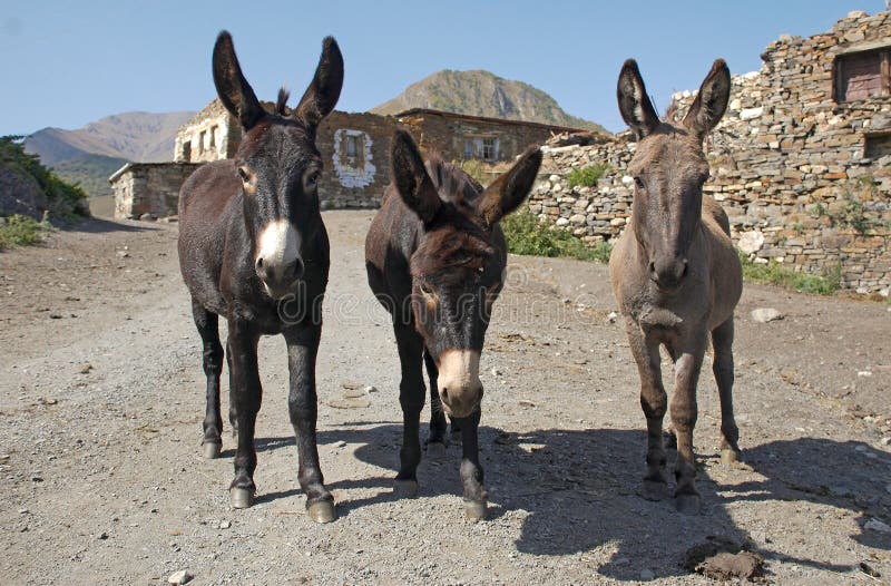 Three standing burros stock image. Image of togetherness - 4774821