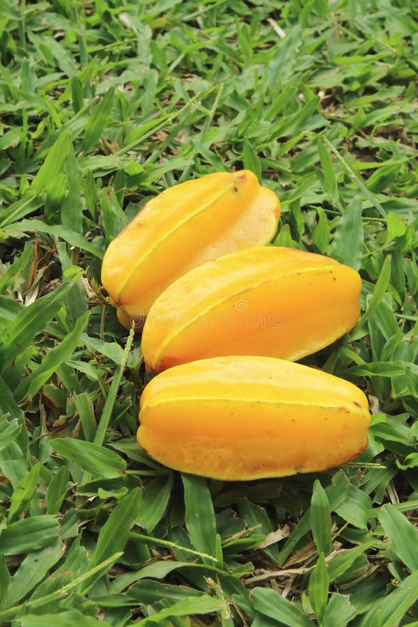 Three Star Apples on the Grassland Stock Photo - Image of three, food ...