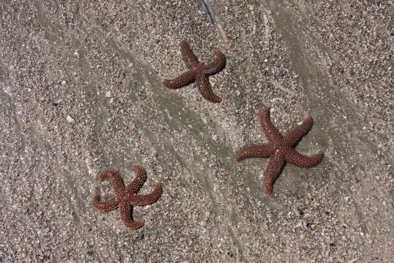 Three Starfish on a Sandy Beach Stock Image - Image of collection ...