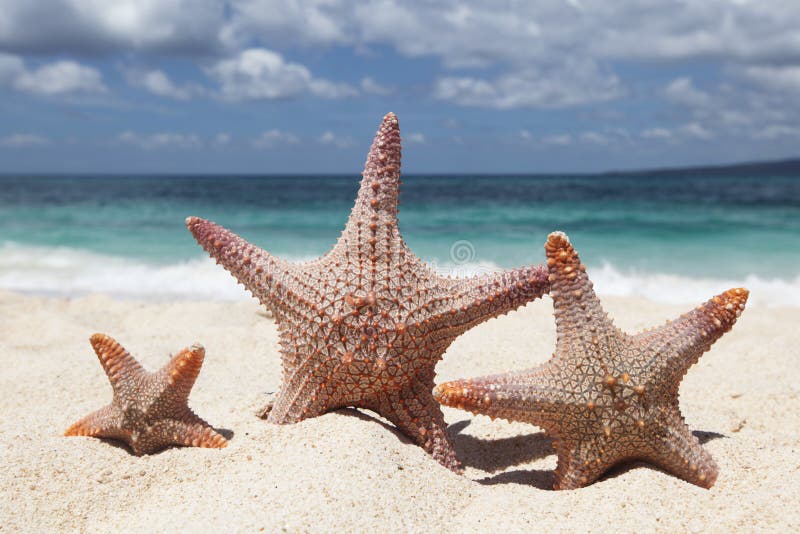 Three Starfish on a Sandy Beach Stock Image - Image of collection ...