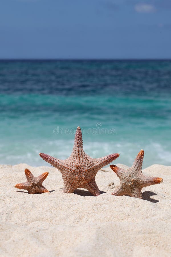 Three starfish on beach stock photo. Image of star, water - 69253314