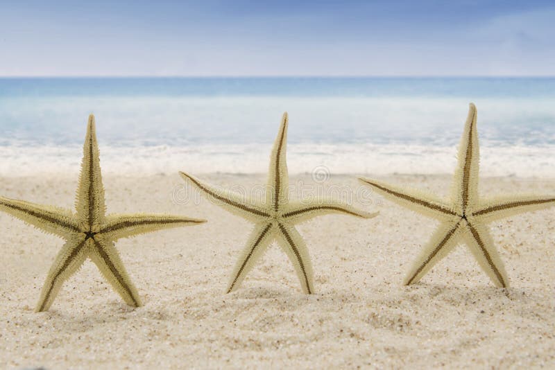 Three Starfish on the Beach Stock Photo - Image of calm, blue: 92746354
