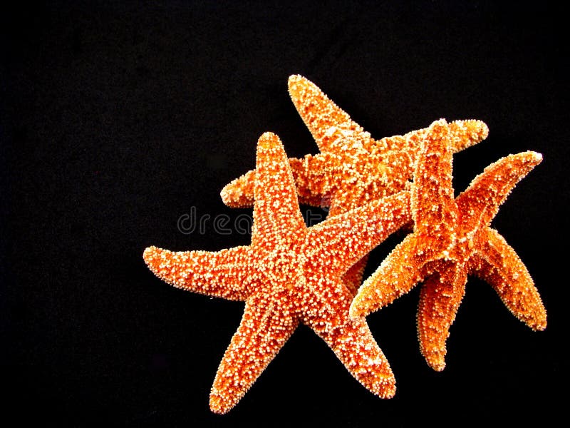 Dry Starfish on Black Background Stock Photo - Image of environment ...