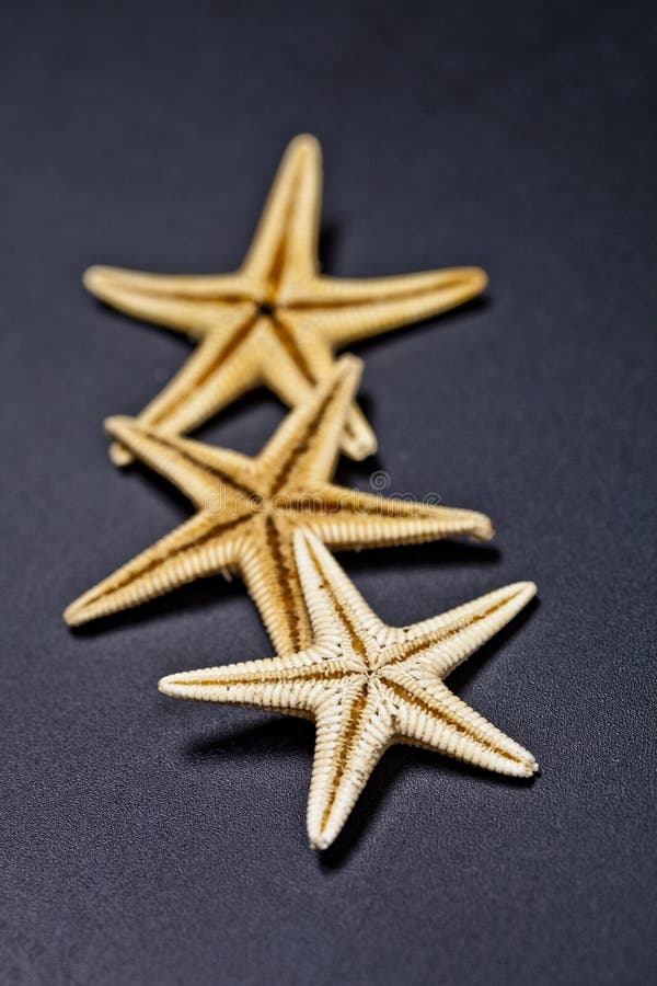 Three Starfish on Black Background Stock Image - Image of blackboard ...