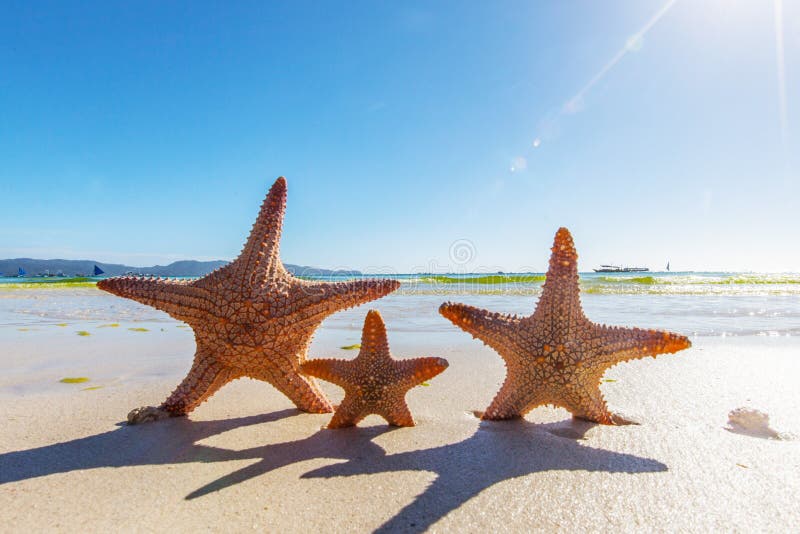 Three Starfish on a Sandy Beach Stock Image - Image of collection ...