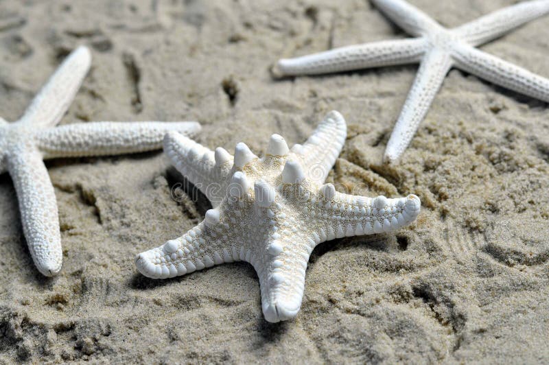 Three Starfish on a Sandy Beach Stock Image - Image of collection ...