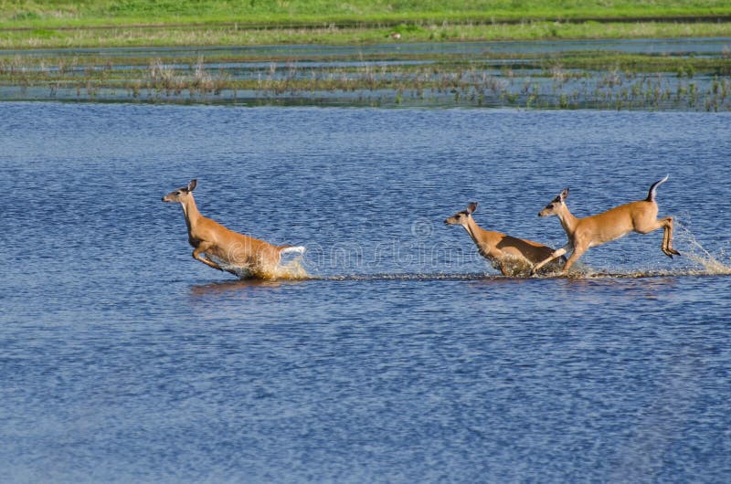 Three Startled Deer Running through the Water Stock Image - Image of ...