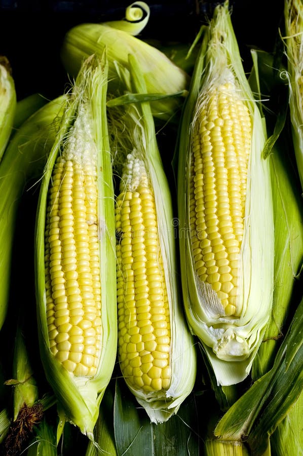 Three steamed corn stock image. Image of plant, agriculture - 66252413