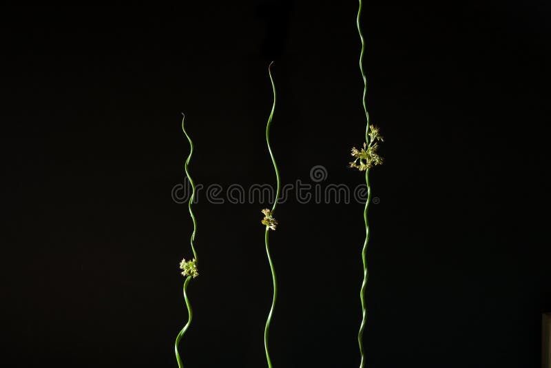 Three Stems of Curly Grass with Flowers on Black Stock Image - Image of ...
