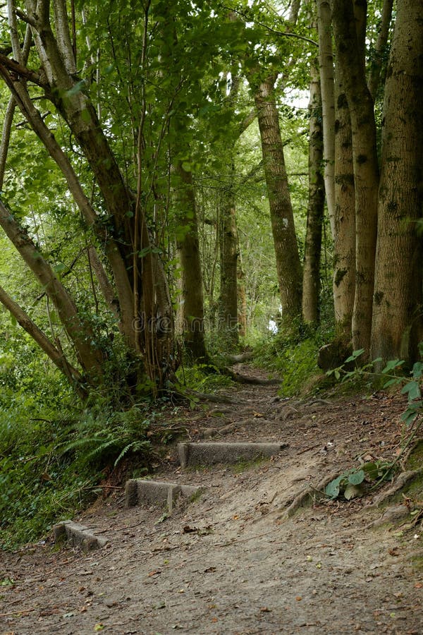 Three Steps Leading Up a Path in the Forest Stock Image - Image of ...