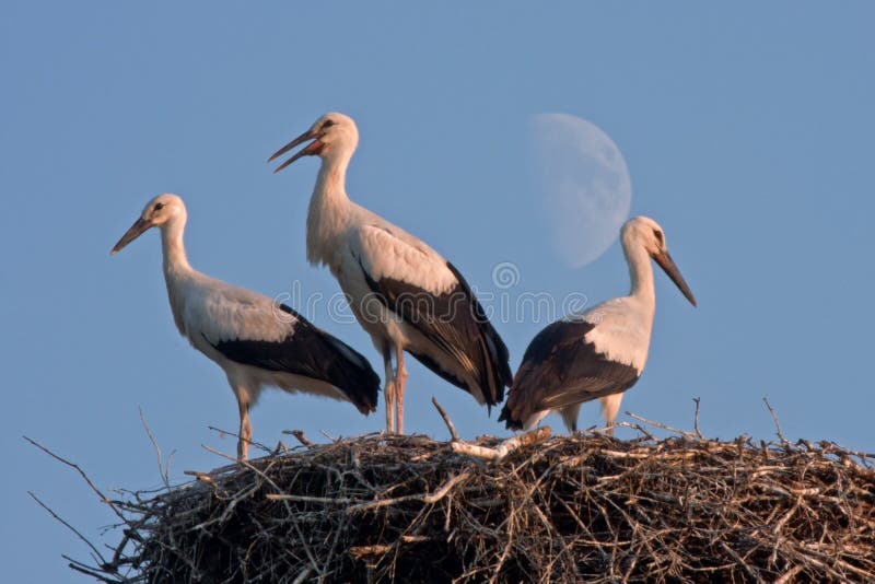 Three Storks on the Nest Against Moon Stock Image - Image of beautiful ...