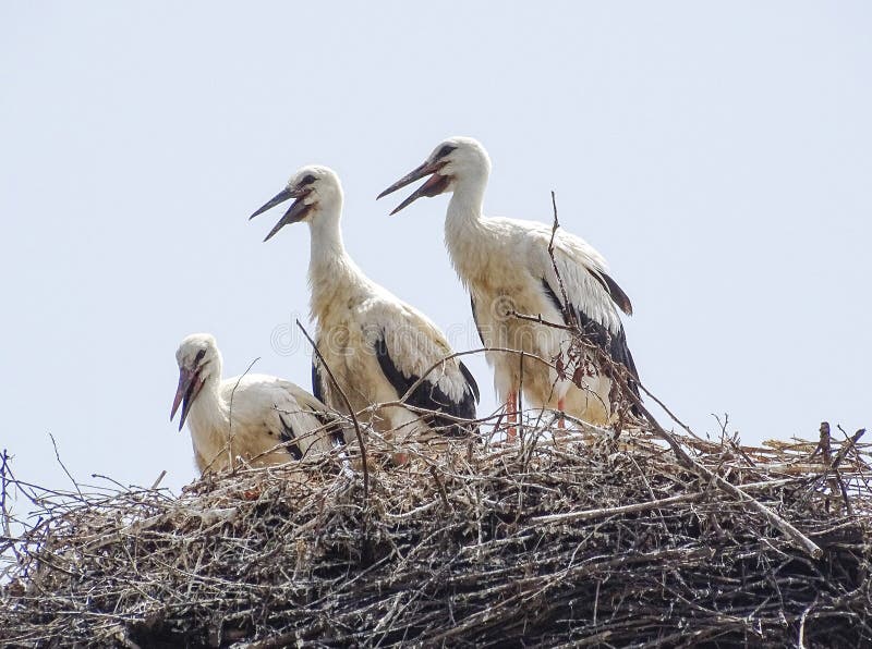 Three Storks in the Nest in Maramures County, Romania Stock Photo ...