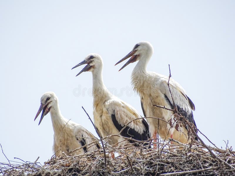 Three Storks in the Nest in Maramures County, Romania Stock Image ...