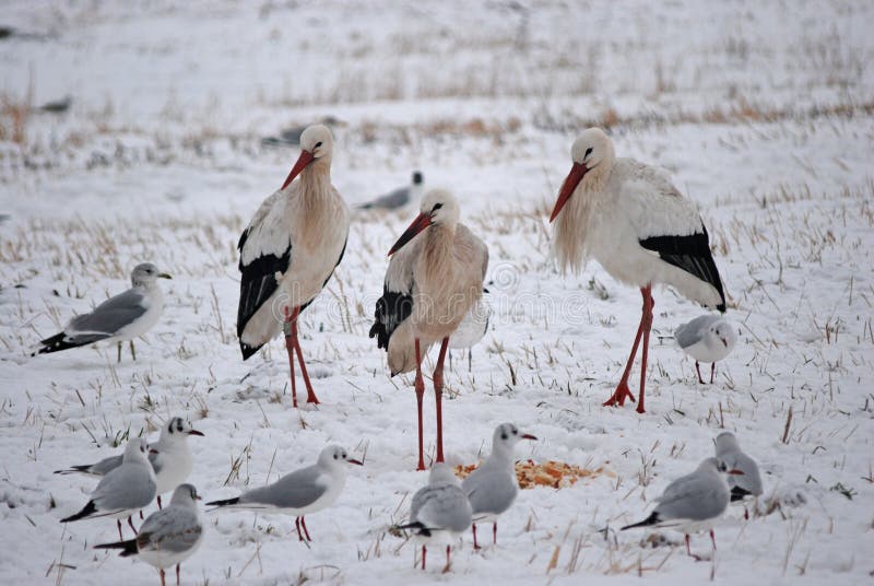 Three storks in the snow stock photo. Image of birds - 12524188
