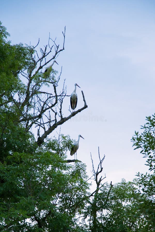 Three storks on a tree stock image. Image of birds, plumage - 160246567