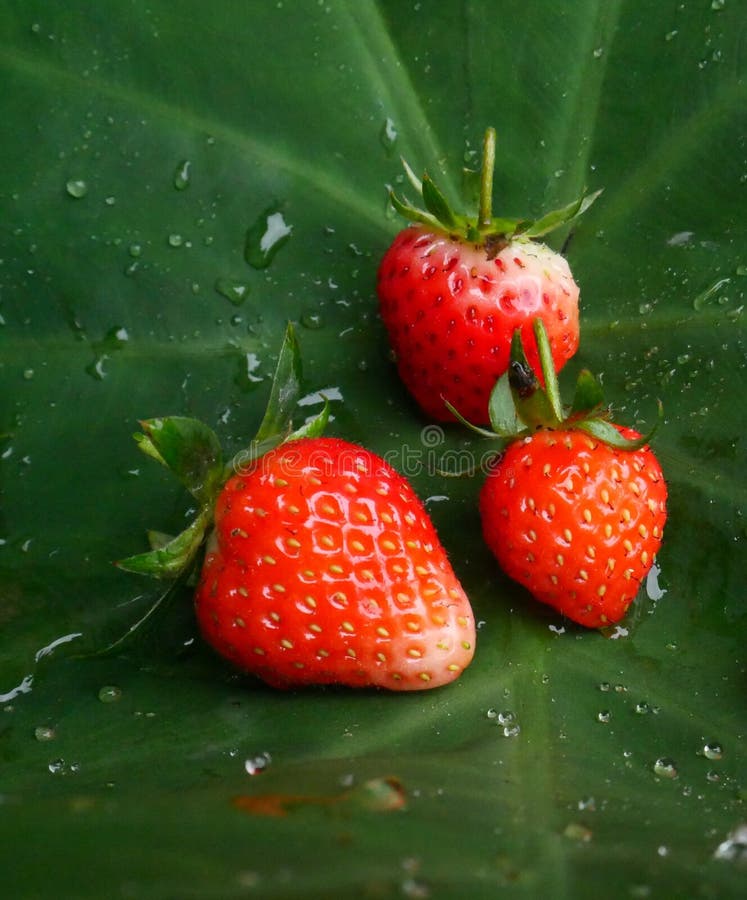 Three Strawberries on a Fresh Green Leaf, Creating a Naturally ...