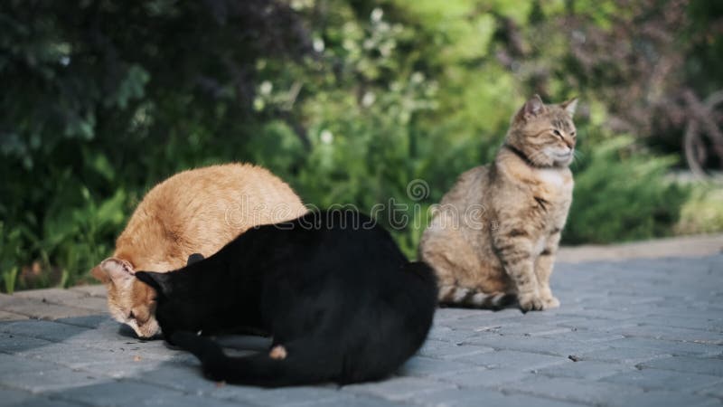 Three Stray Cats Relaxing on a Summer Day Stock Footage - Video of ...