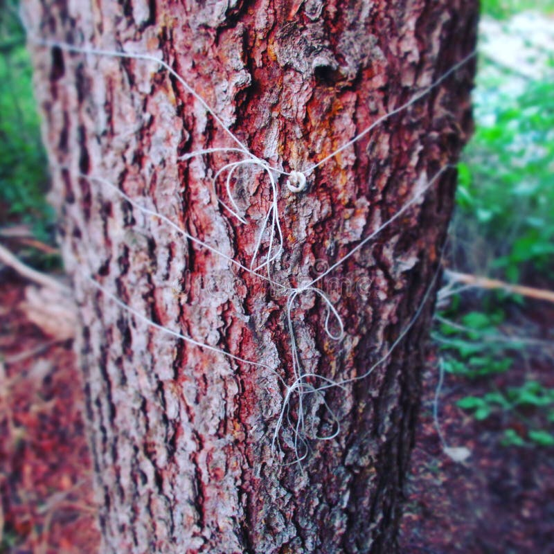 Three Strings of Friendship Stock Image - Image of bark, tree: 224128471