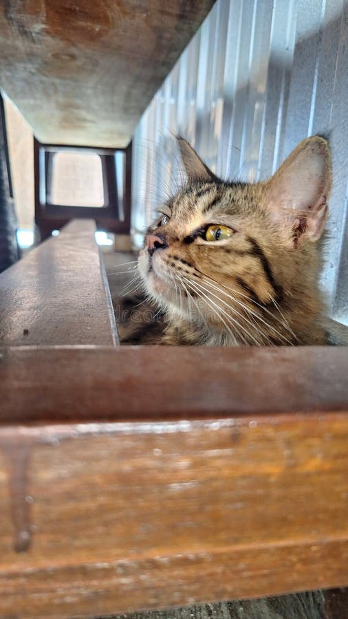 Three Striped Cat Sleepy Under the Table Stock Image - Image of orange ...