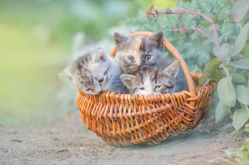 Three Striped Kittens. Three Little Cute Kitten Stock Photo - Image of ...