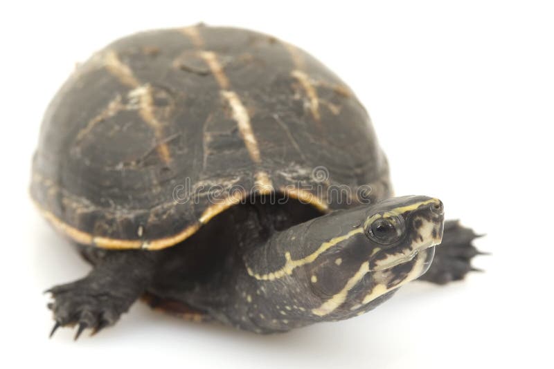Three-Striped Mud Turtle stock photo. Image of tough, shell - 7318250