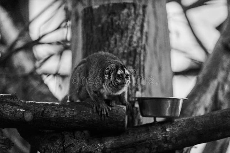 Three-striped Night Monkey Climbing on a Tree, Grayscale, Papiliorama ...