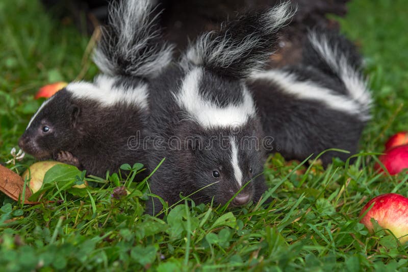 Three Striped Skunk Mephitis Mephitis Kits Huddle Together Summer Stock ...