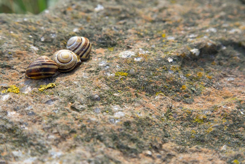 Line Striped Snail Shells Stock Photos - Free & Royalty-Free Stock ...