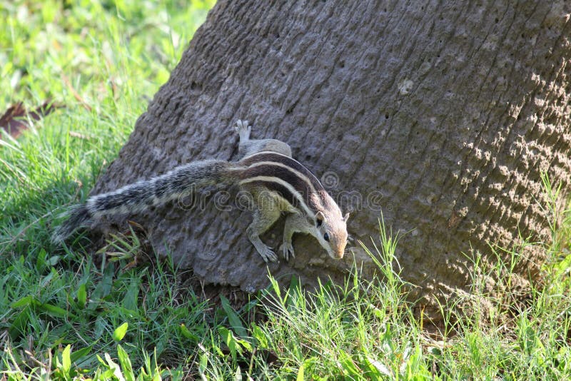 Squirrel moving in a park stock photo. Image of indian - 167145048