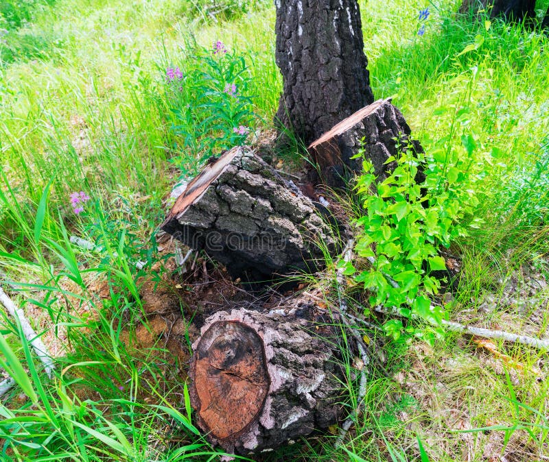 Three Stump from Felled Birch Trees in Forest . Stock Image - Image of ...