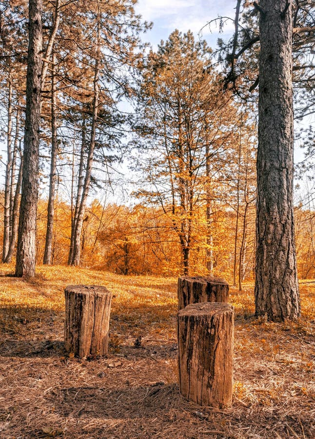 Three Stumps in an Autumn Forest with Tall Trees Stock Photo - Image of ...