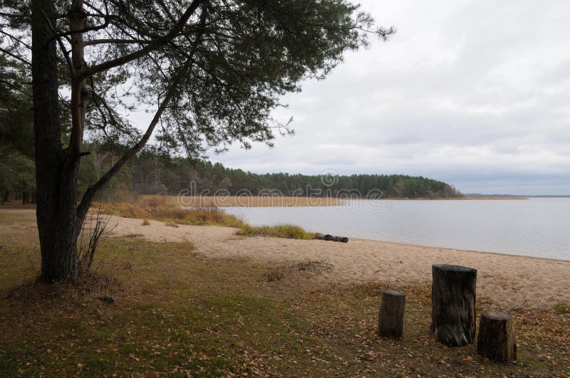 Three stumps on the beach stock photo. Image of forest - 38928442