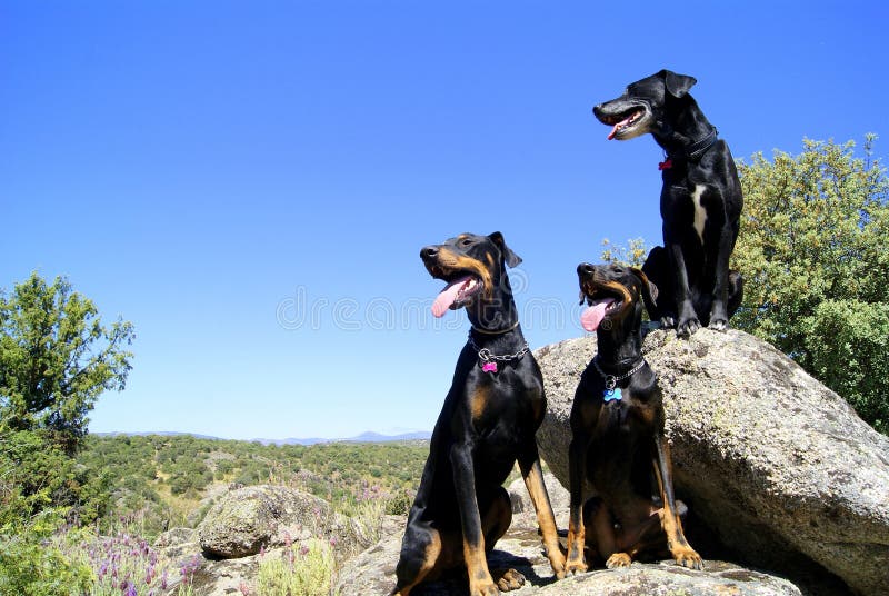 Three stuning dogs stock photo. Image of doberman, black - 67658102