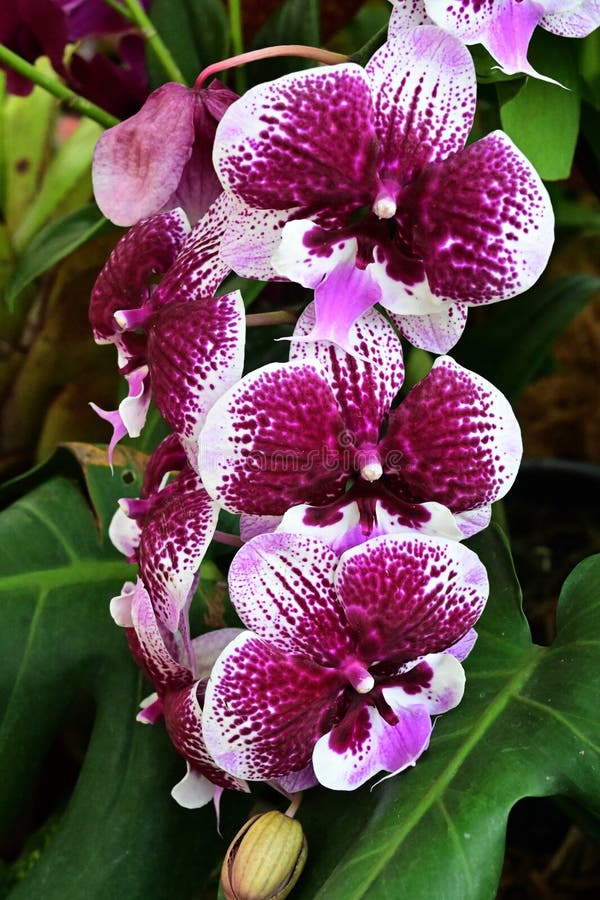 Three Stunning Orchids, Front View Stock Image - Image of perennial ...