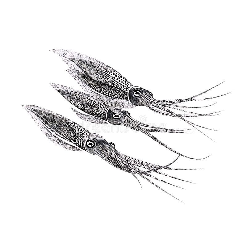 Three Stylized Squids Swimming in Formation Detailed Illustration Stock ...