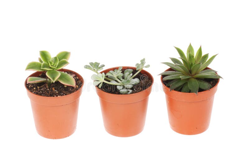Three succulent plants stock image. Image of botanical - 134297487