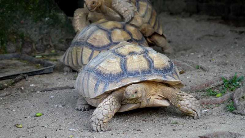 Three Sulcata Tortoise at Floor. Back is Matting Process Stock Footage ...