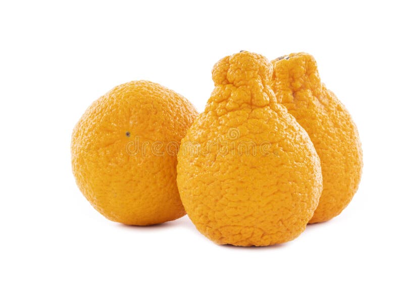 Three Sumo Mandarins Isolated on White #2 Stock Image - Image of spiral ...